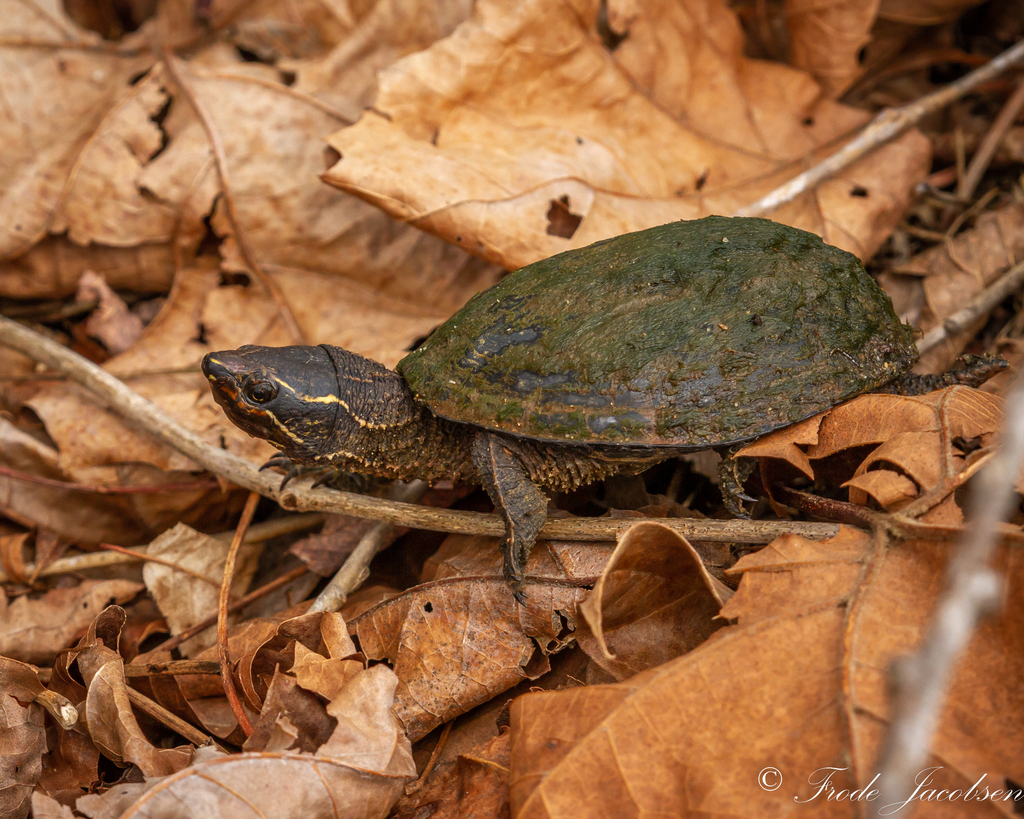 Eastern Musk Turtle from Wooten's Landing Wetlands Park, Anne Arundel ...