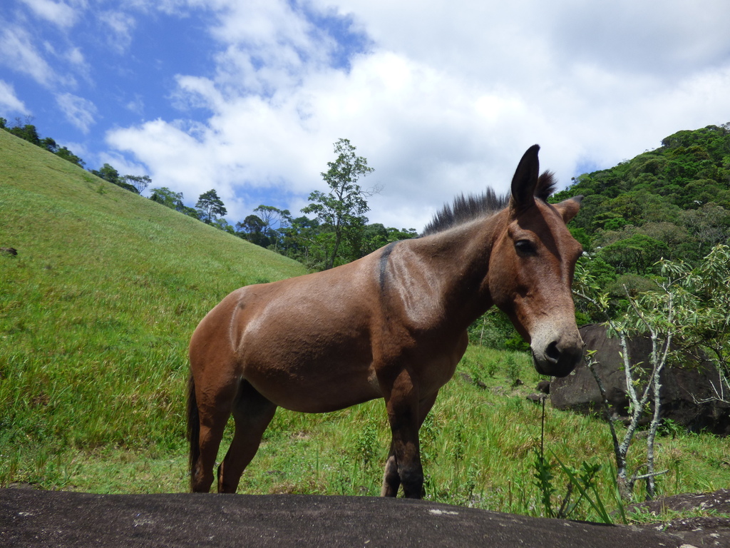 Equines from Vila Rica, Magé - RJ, Brasil on December 15, 2022 at 10:34 ...
