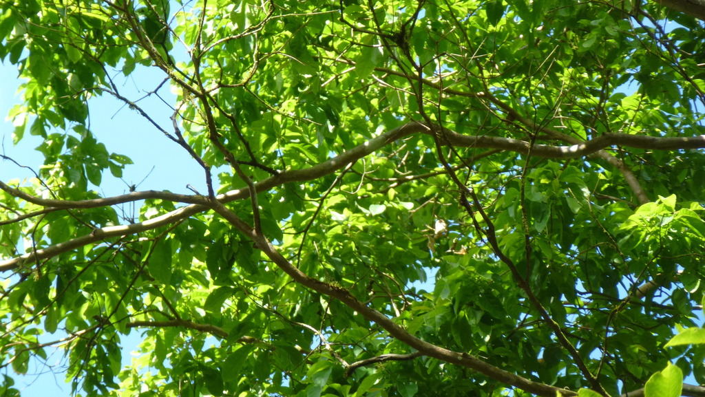 Terminalia oblonga from Colón, PA-CL, PA on December 11, 2022 by ...