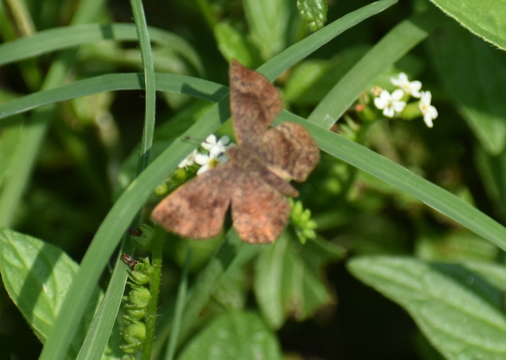 Rounded Metalmark from Brownsville, TX, USA on December 09, 2022 at 01: ...