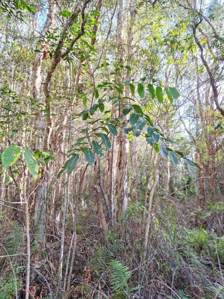 umbrella cheese tree from Wooyung NSW 2483, Australia on December 13 ...