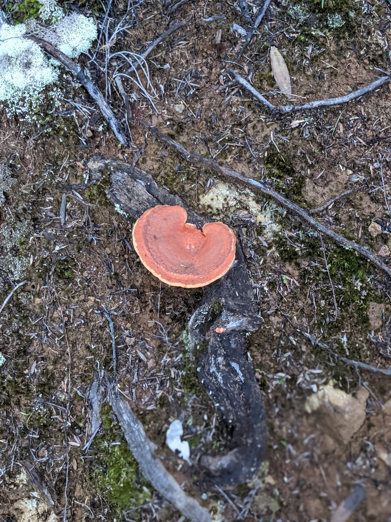 Southern Cinnabar Polypore from Auckland, New Zealand on July 19, 2021 ...