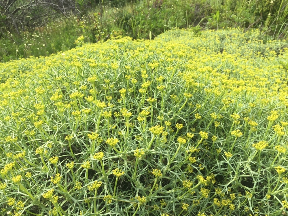Azorella prolifera from Río Simpson, Coyhaique, Aysén del General ...