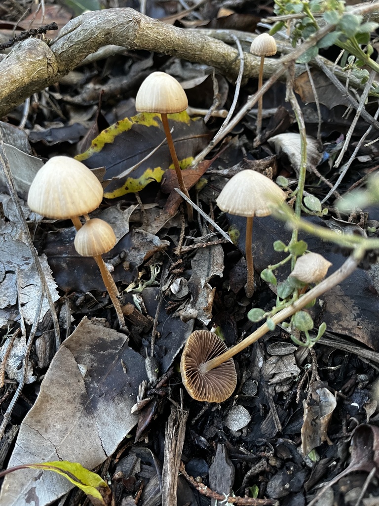red edge brittlestem from Mountain Lake Park, San Francisco, CA, US on ...
