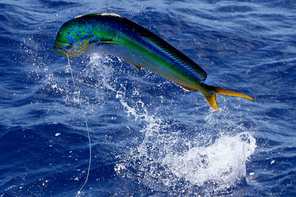 Common Dolphinfish from Canavieiras, BA, Brasil on November 22, 2011 at ...