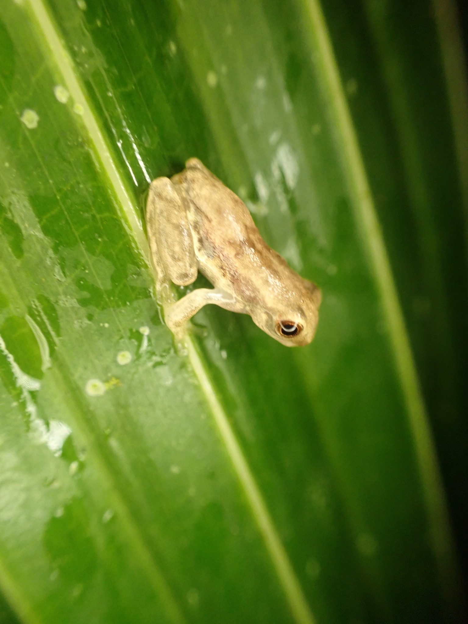 Flectonotus fitzgeraldi (Parker, 1934)