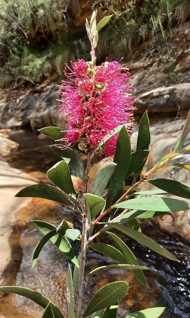 (Callistemon) - Botanical Realm