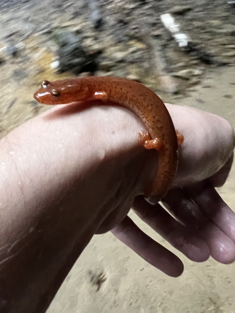 Spring Salamander from Daniel Boone National Forest, Campton, KY, US on ...