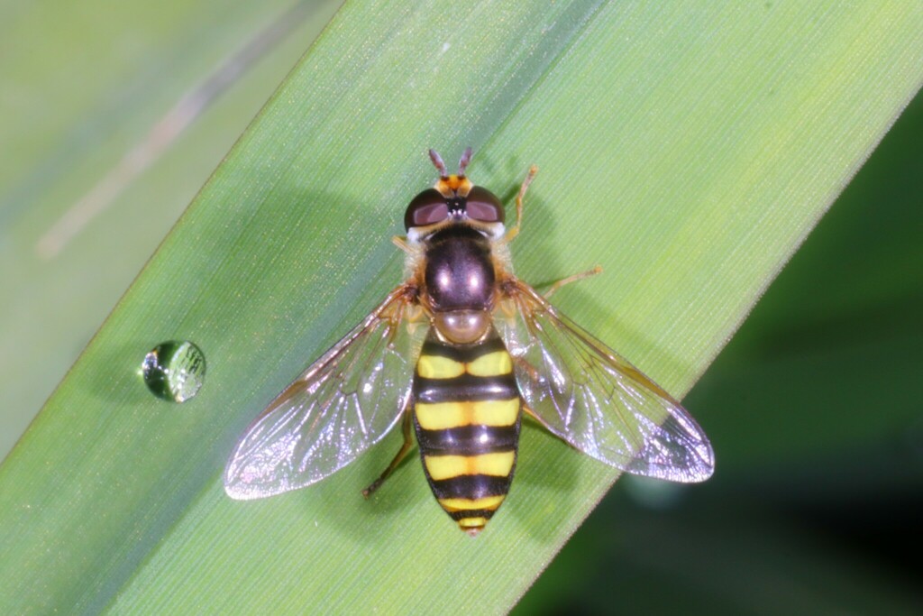 Eupeodes americanus in October 2022 by mistycal. female could be E ...
