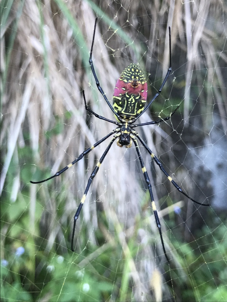 Joro Spider from 魚池鄉, TW on December 16, 2022 at 09:52 AM by yruru ...
