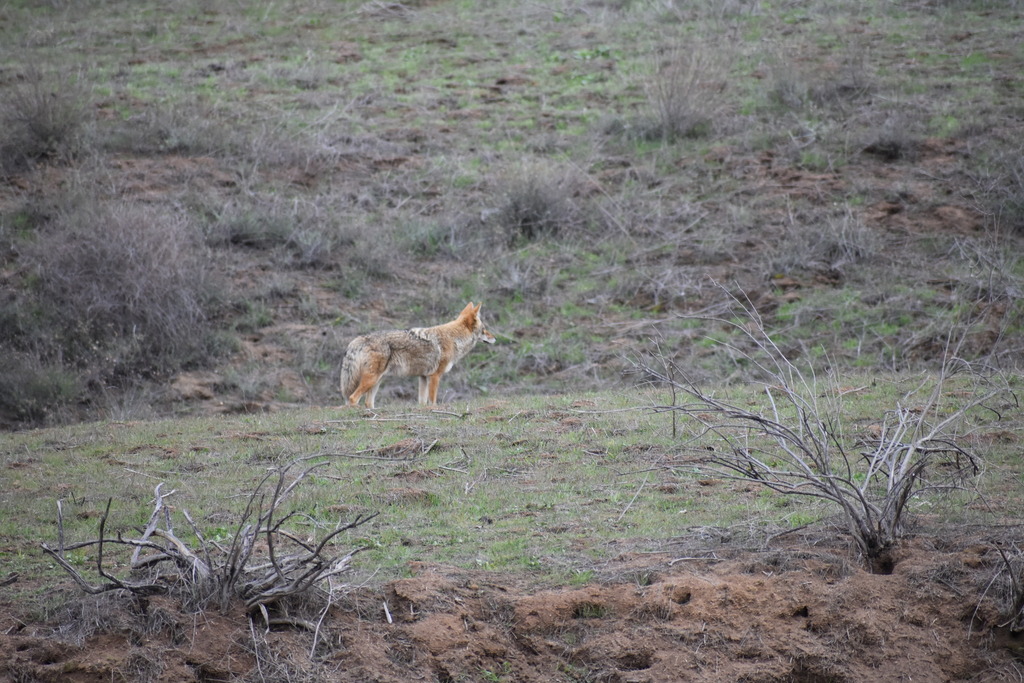 Coyote from 9699 Box Springs Mountain Rd, Moreno Valley, CA 92557, USA ...