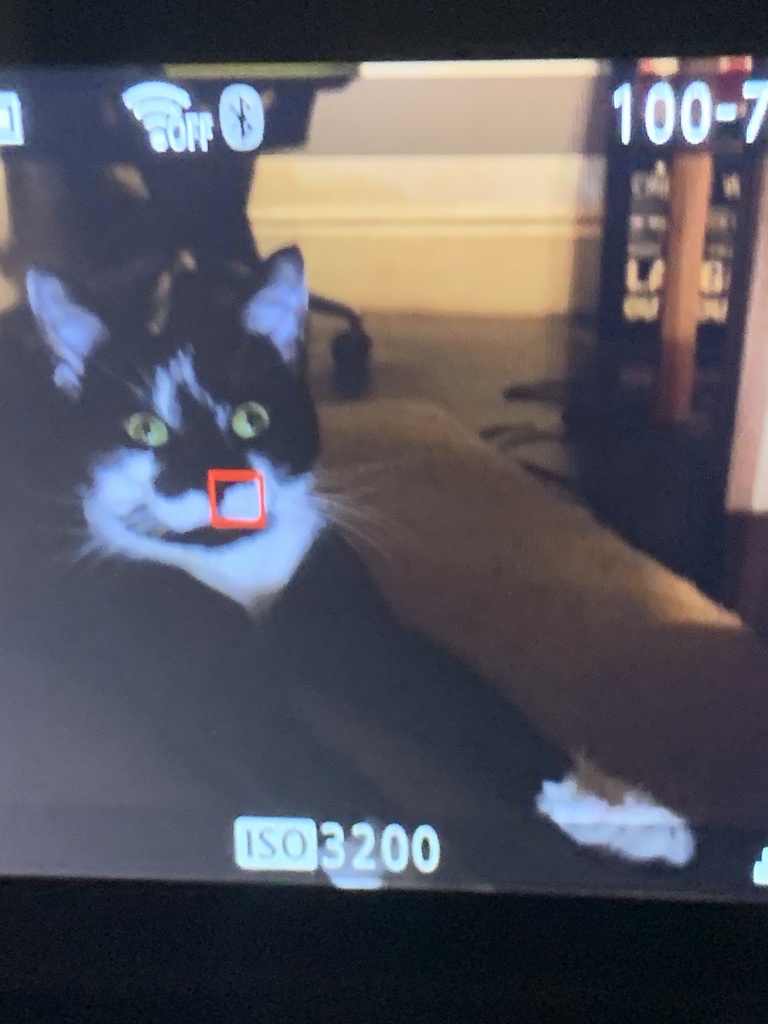 Domestic Cat in December 2022 by quinnial. The fantastic Jeff. He may ...