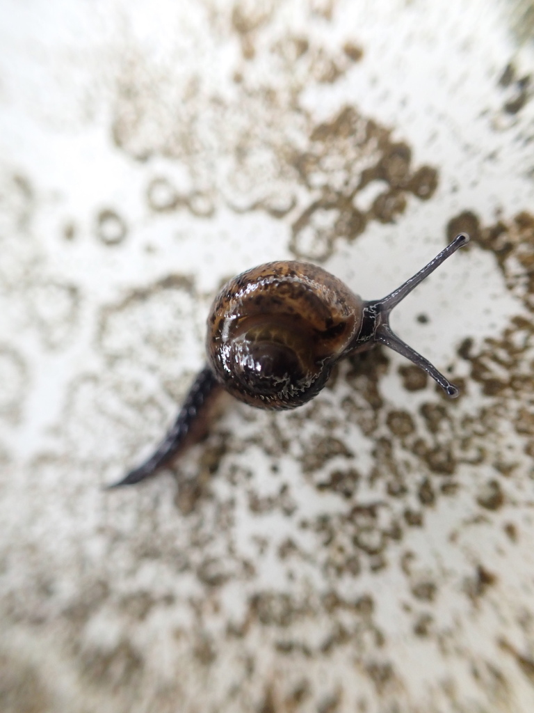 Jumping Snail from Hacienda Jacana on December 15, 2022 at 09:17 PM by ...