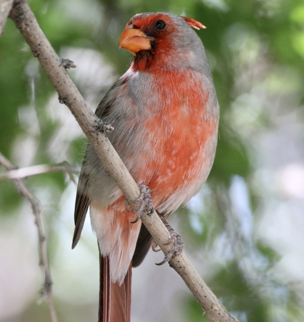 Northern Cardinal × Pyrrhuloxia (Cardinals, Buntings, and Tanagers of ...