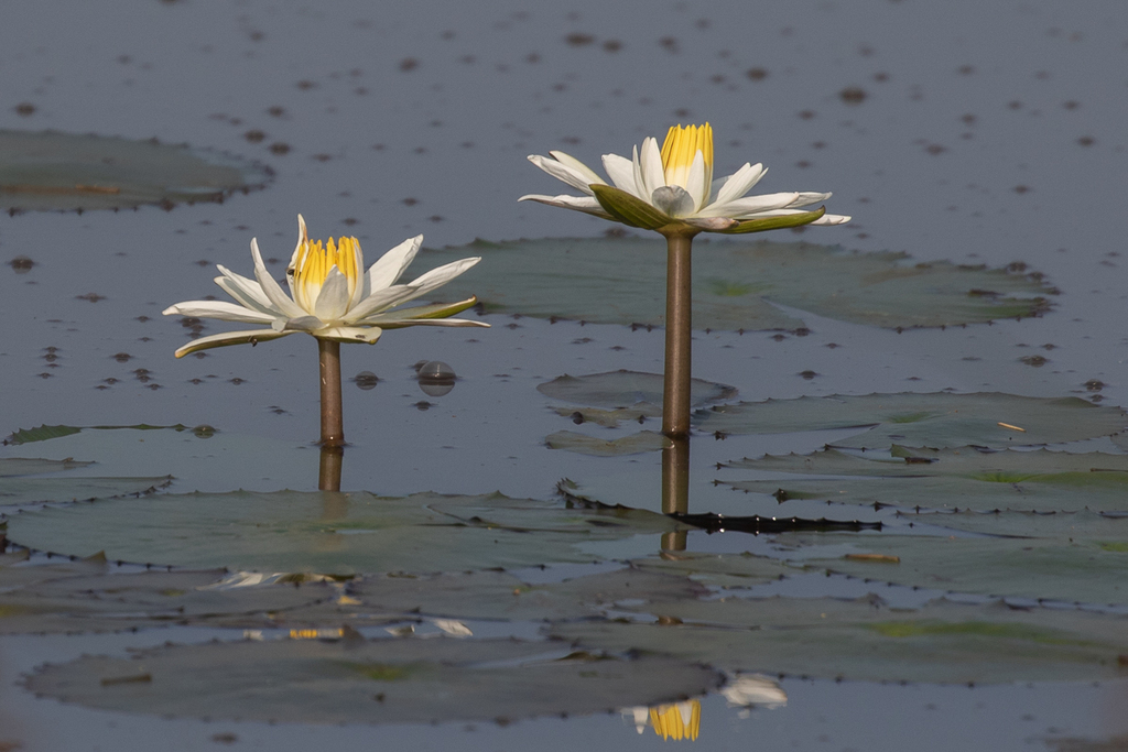 Egyptian white water-lily from Pilanesberg National Park. NW South ...