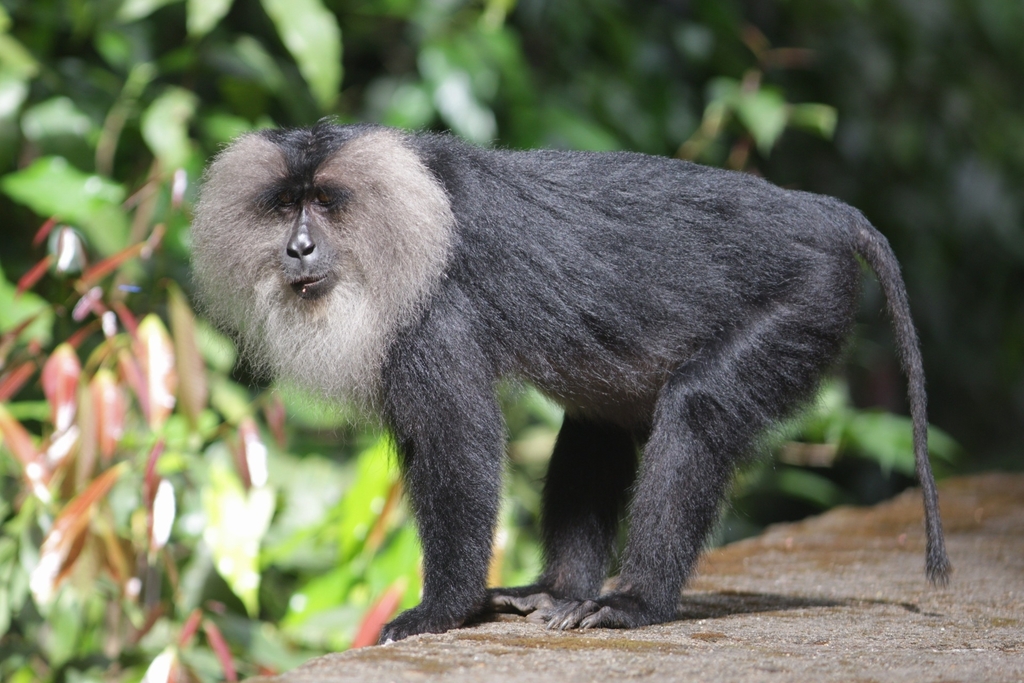 Lion-tailed Macaque (Macaca silenus) - Know Your Mammals