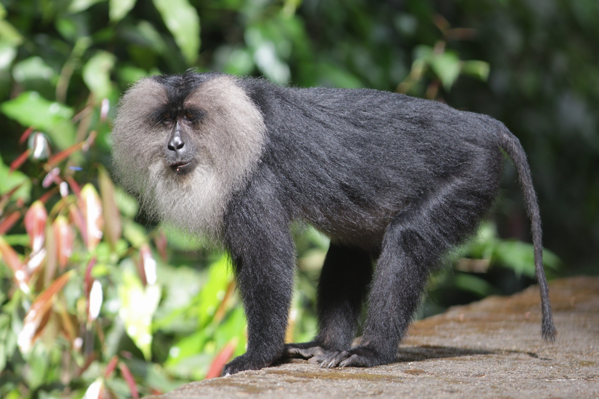 Macaco Com Cauda De Leao Lista De Mamíferos Do Brasil Wikiwand