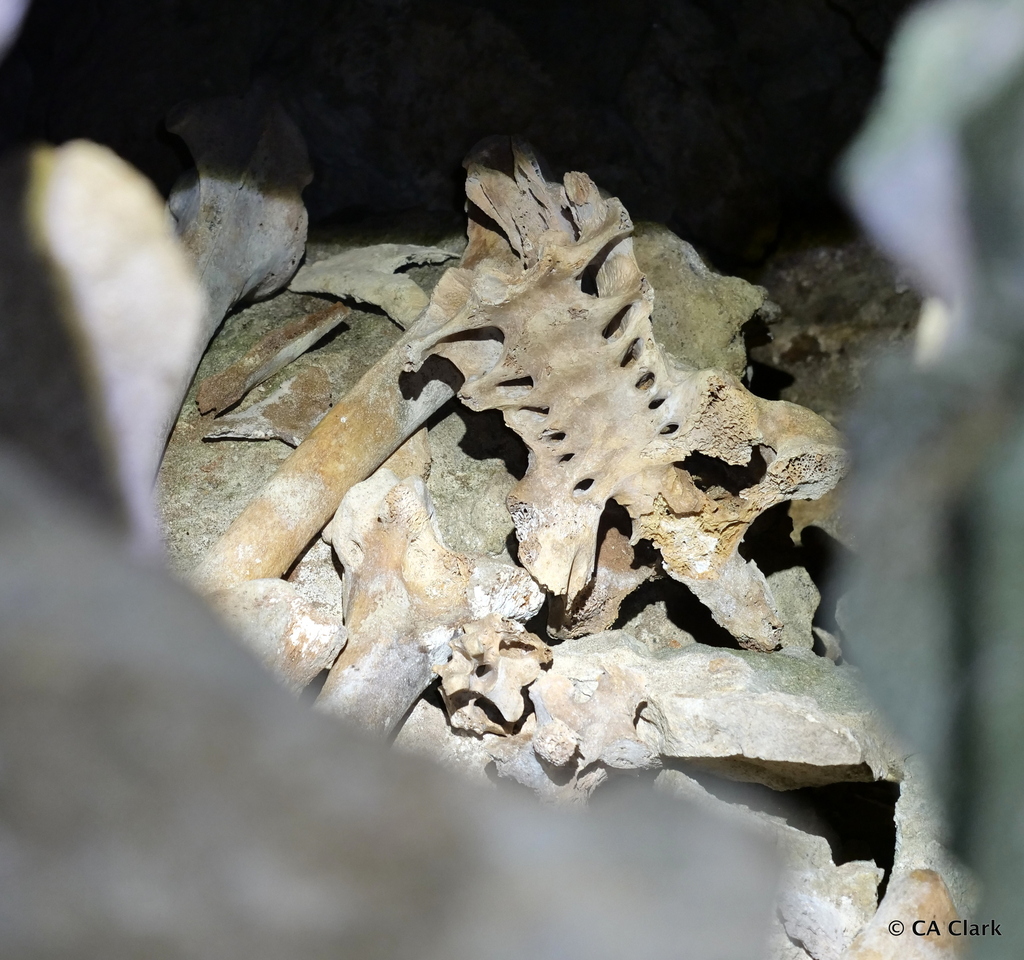 Giant Moa in November 2022 by sea-kangaroo. Honeycomb Hill Cave. Bones ...