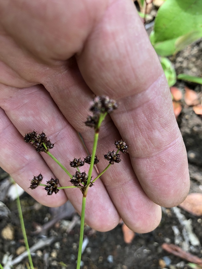 Flat-leaved Rush from Yarra Ranges National Park, East Warburton, VIC ...