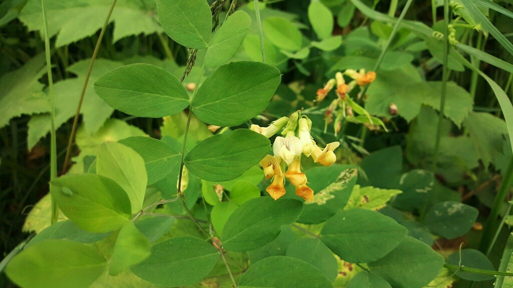 Thin-Leaved Peavine (Lathyrus holochlorus) - Botanical Realm