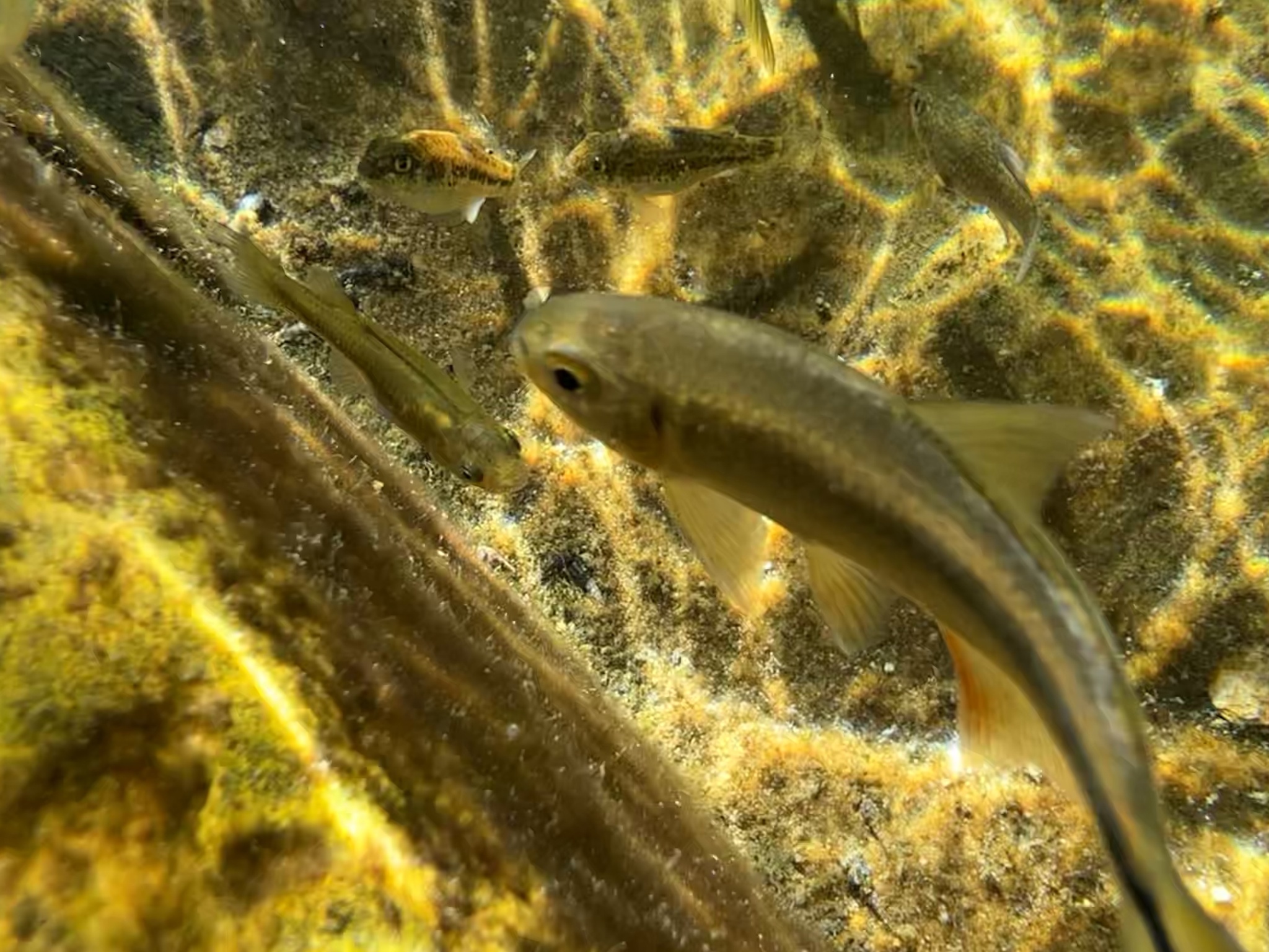 Cyprinodon elegans Baird & Girard, 1853