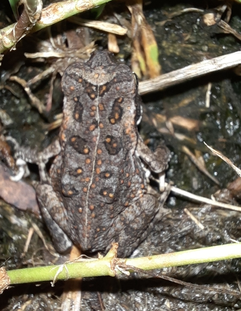 Cane Toad in December 2022 by Jen · iNaturalist