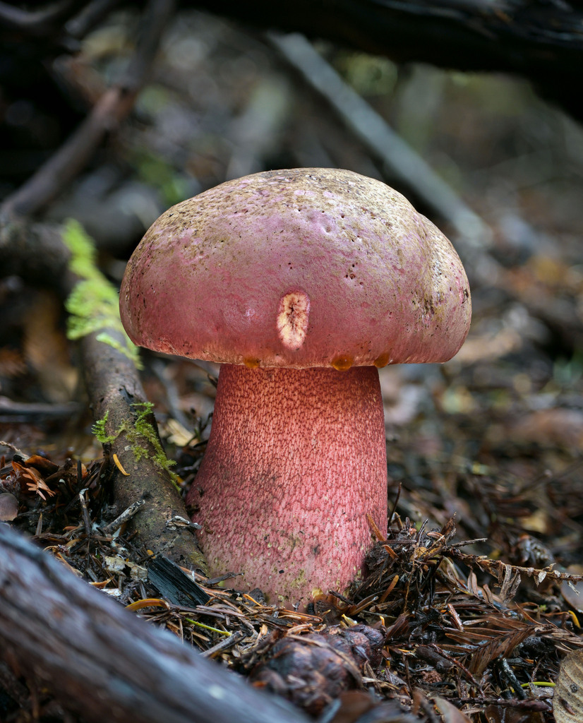 Red-pored Bolete from Jackson Demonstration State Forest, Mendocino ...