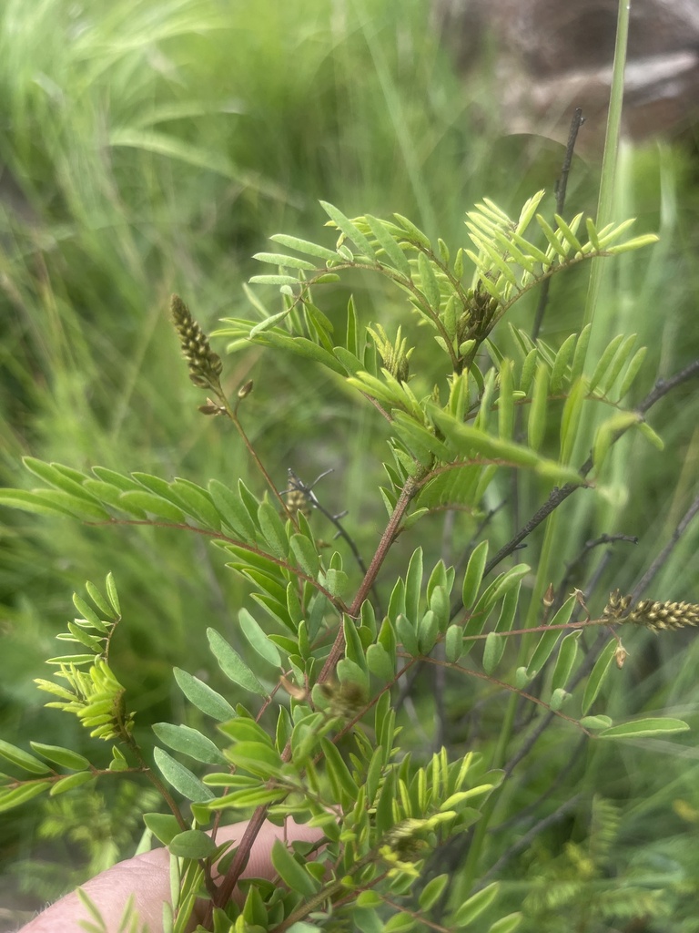 Indigos from R33, Piet Retief, MP, ZA on December 5, 2022 at 11:45 AM ...