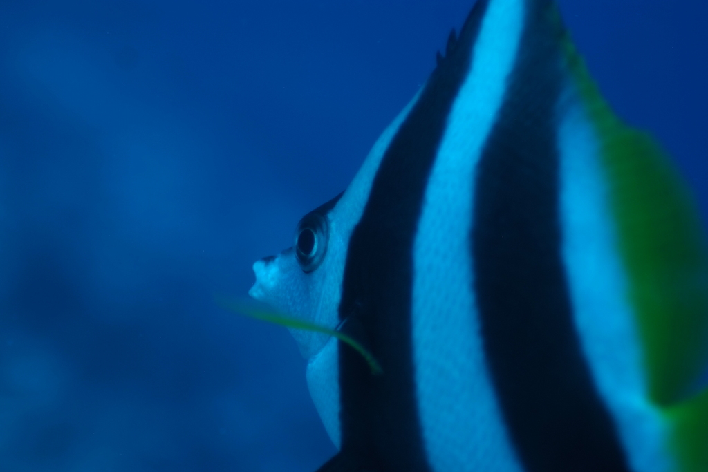 Bannerfishes from Îles Tuamotu, Polynésie française on December 22 ...