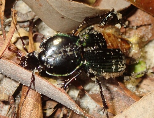 Pamborus cooloolensis · iNaturalist