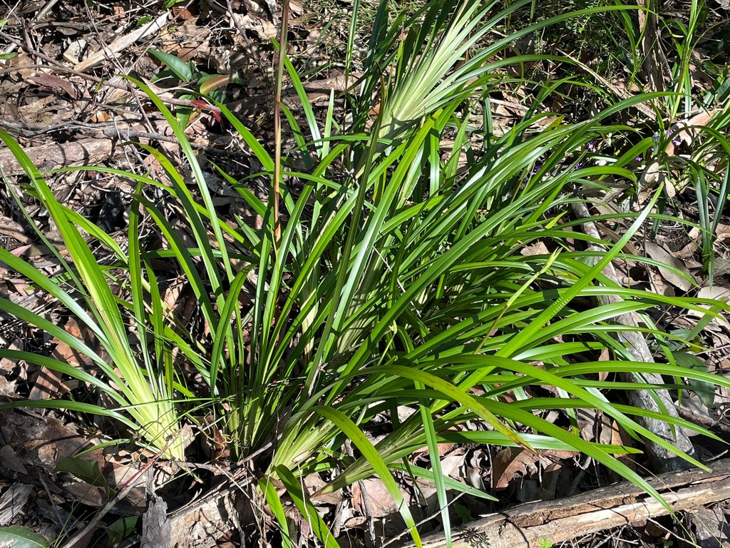 blue flax-lily from Greater Taree, New South Wales, Australia on ...