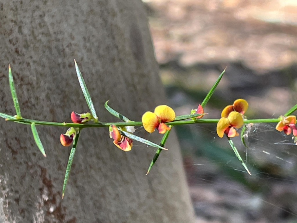 gorse bitter pea from Greater Taree, New South Wales, Australia on ...