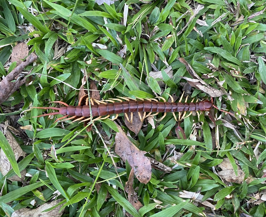 Vietnamese Centipede from Nam Nao, Nam Nao District, Phetchabun ...