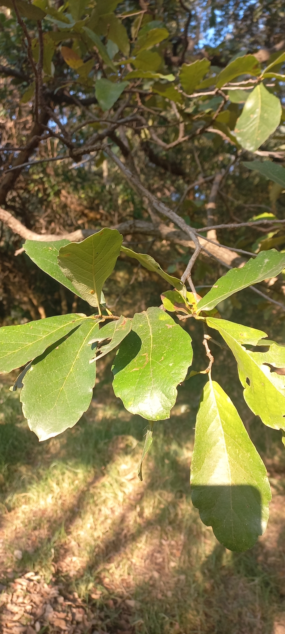 Quercus polymorpha Schltdl. & Cham.