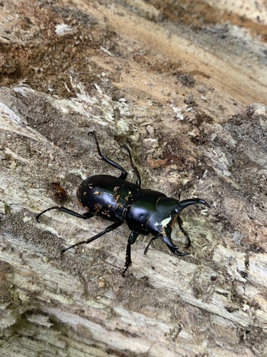 Dorcus wui · iNaturalist Mexico