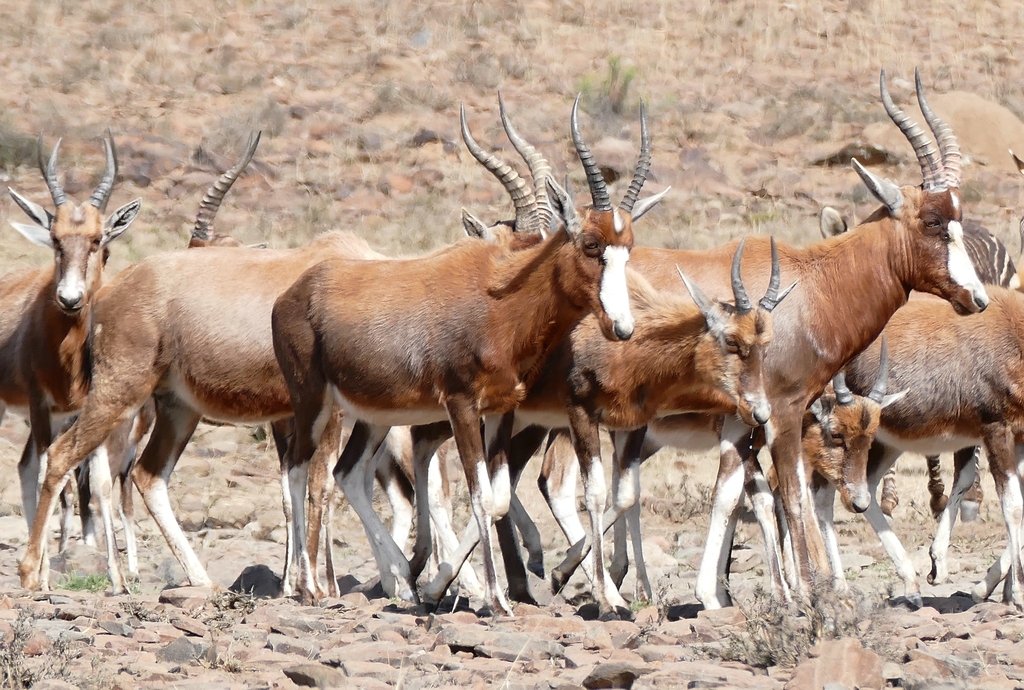 Blesbok (Damaliscus pygargus phillipsi) - Know Your Mammals