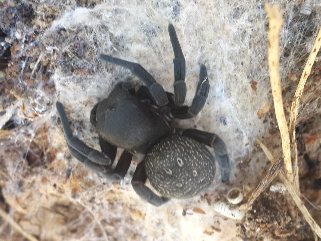 Velvet Spiders from Haarlem, 6467, South Africa on November 29, 2022 by ...