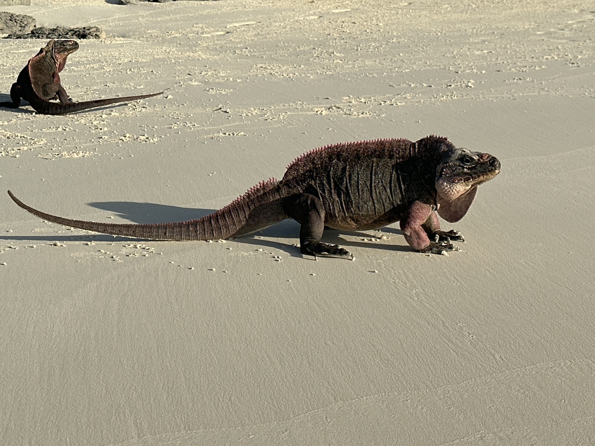 Cyclura cychlura (Cuvier, 1829)