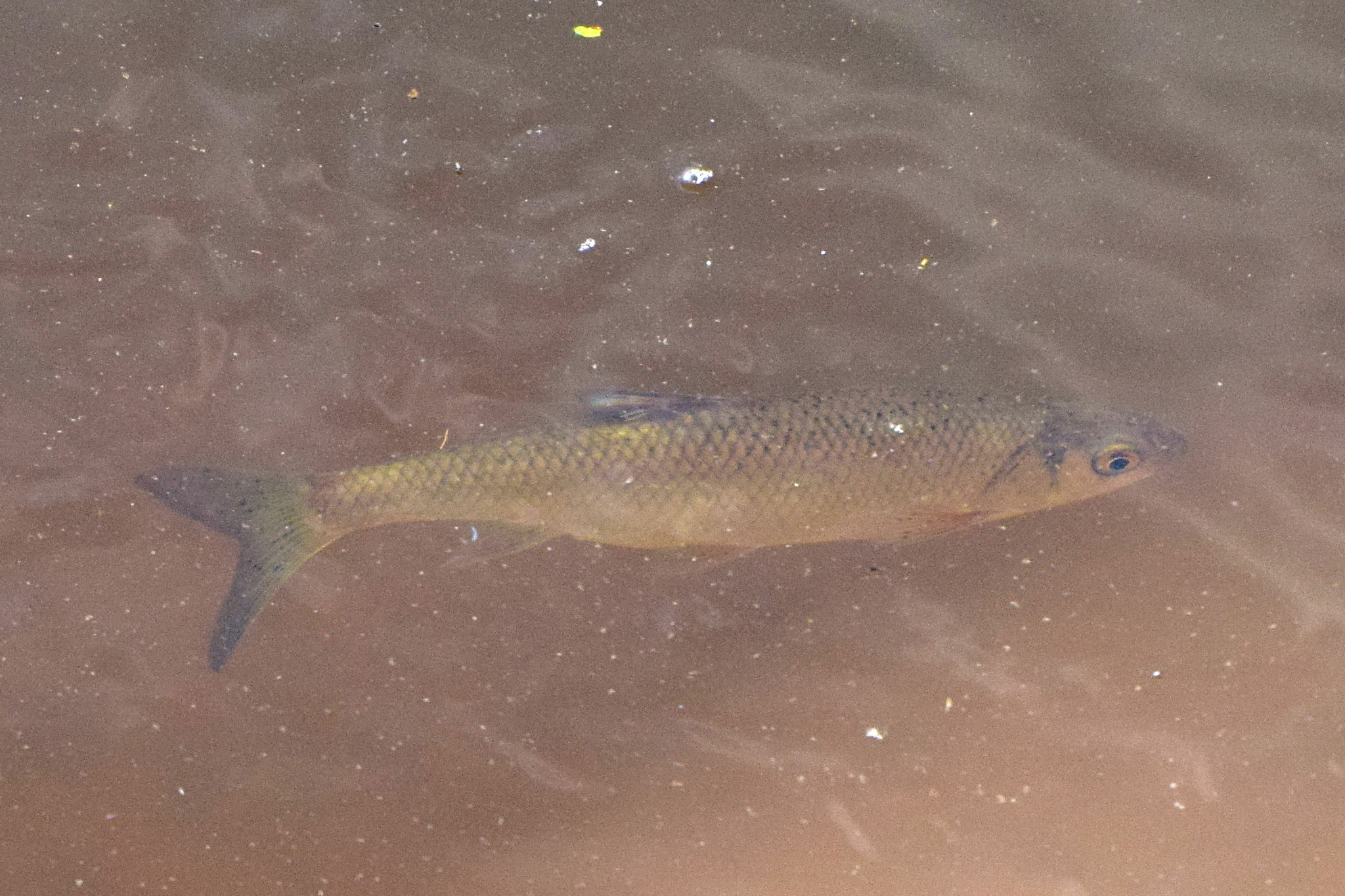 Posthodiplostomum cuticola (von Nordmann, 1832) Dubois, 1936