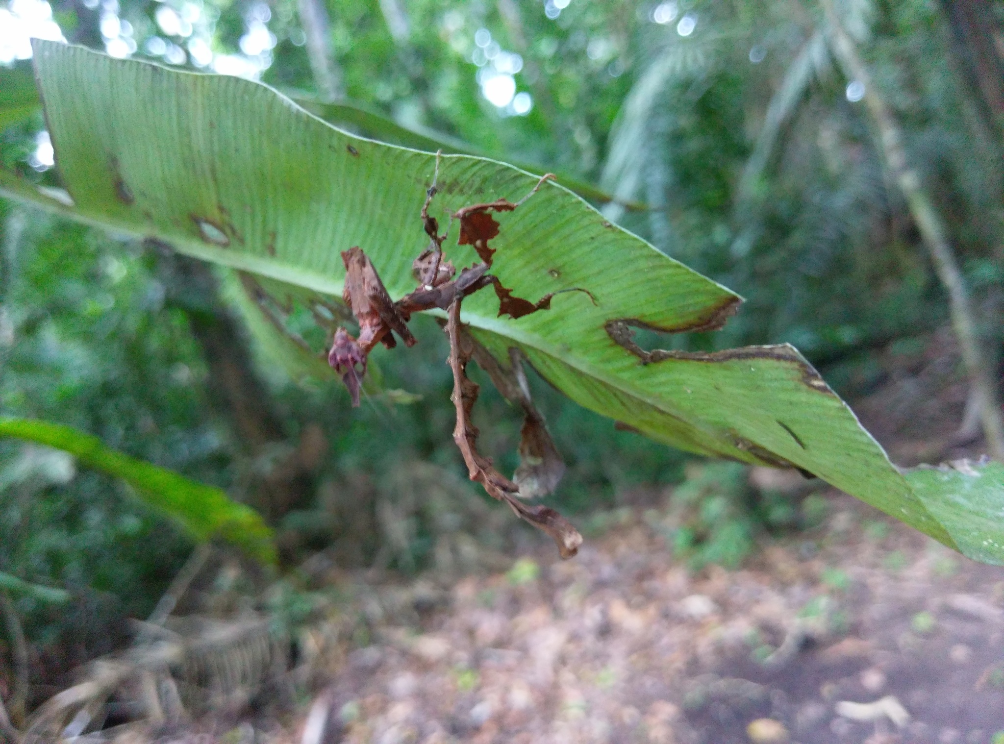 Stenophylla lobivertex Lombardo, 2000