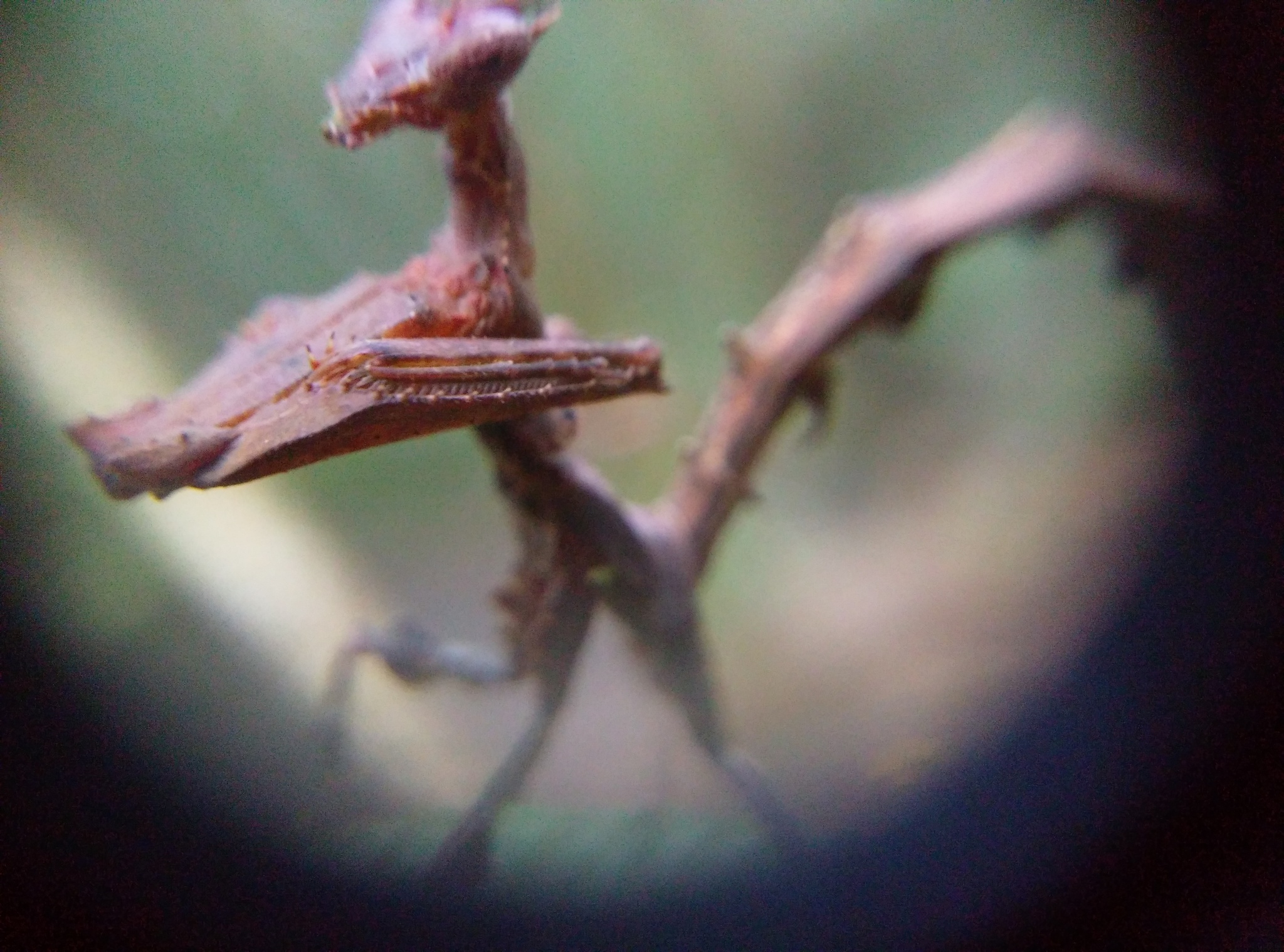 Stenophylla lobivertex Lombardo, 2000