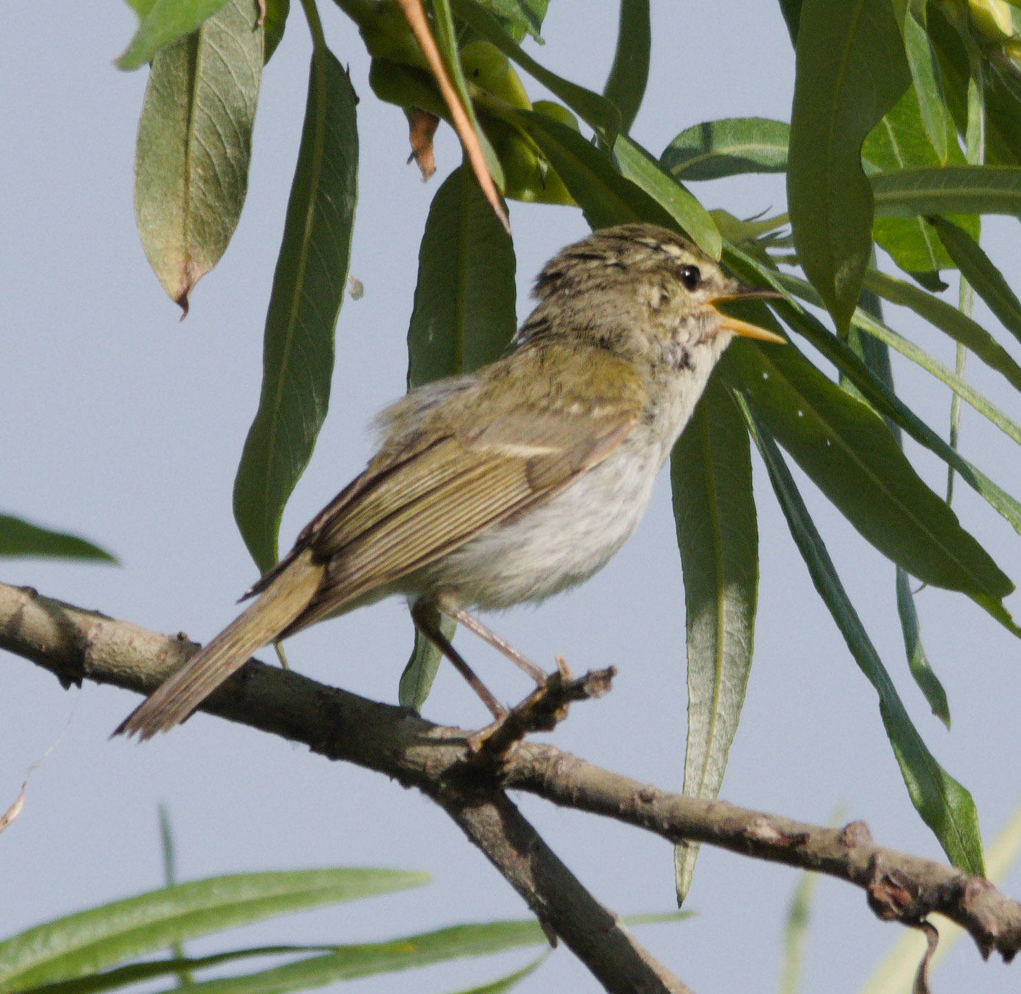 Phylloscopus plumbeitarsus Swinhoe, 1861