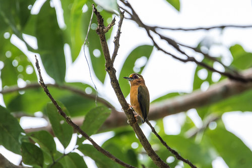 Subspecies Sasia ochracea ochracea · iNaturalist