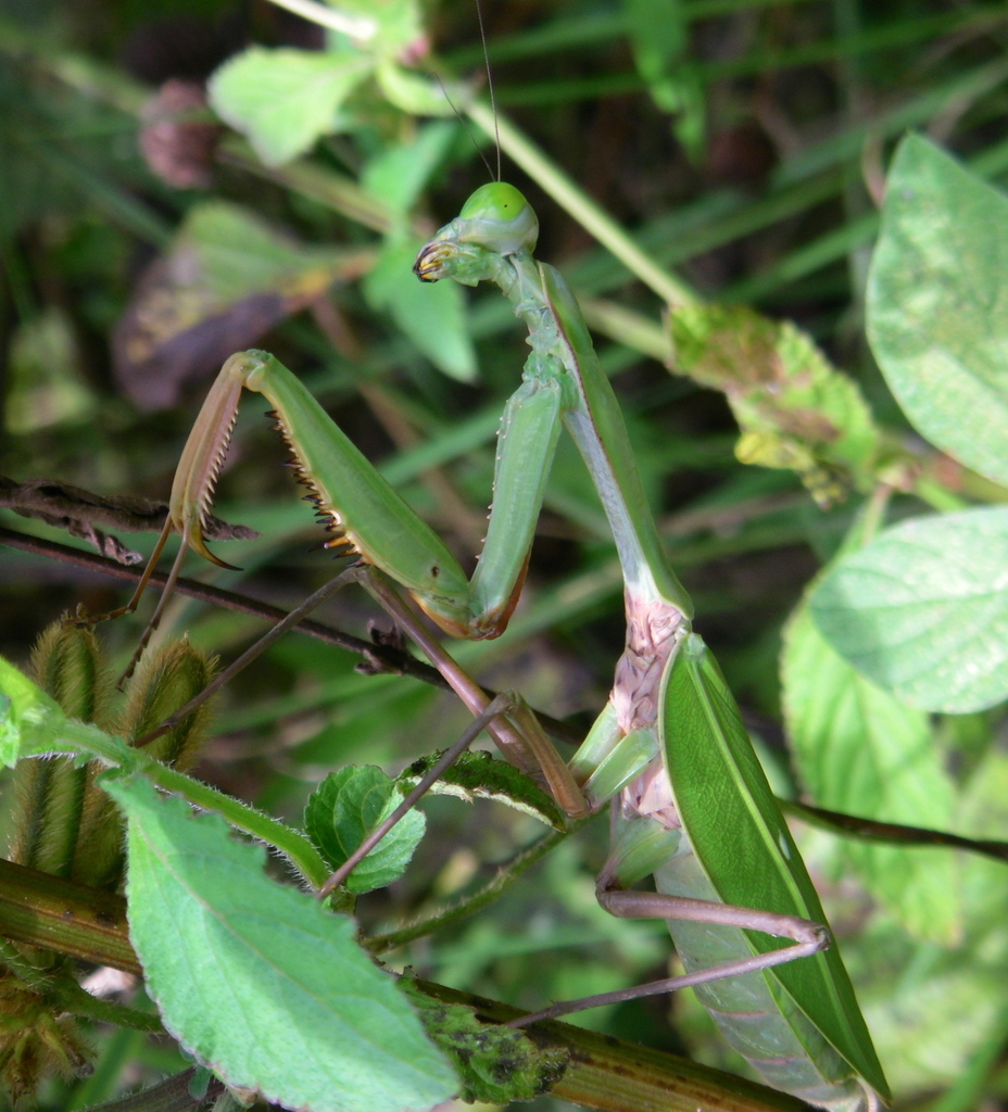 Giant Asian Mantises from Nimbokrang, Jayapura Regency, Papua ...