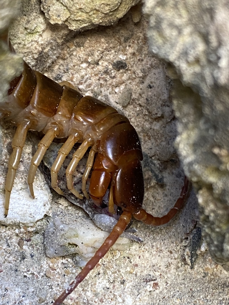 Amazonian Giant Centipede from Aruba, Aruba, AW on December 16, 2022 at ...