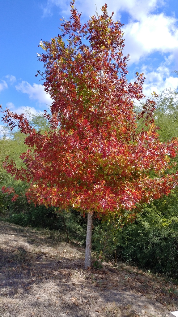 Buckley's oak from New Braunfels, TX, USA on November 6, 2020 at 12:19 ...