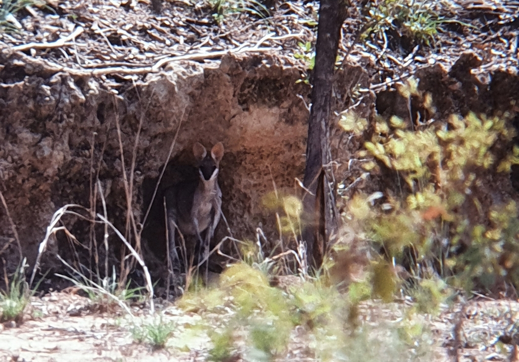 Whiptail Wallaby from Eight Mile Creek on December 14, 1993 at 02:21 PM ...