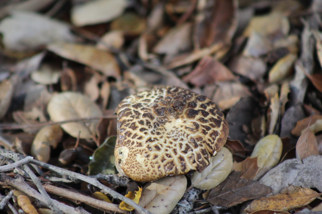 Basidiomycete Fungi from Clairemont, San Diego, CA, USA on December 16 ...