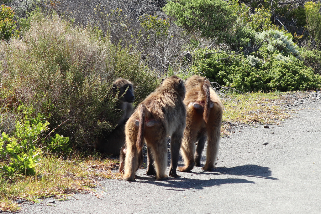 Cape Chacma Baboon from Cape Point, Cape Town, South Africa on November ...