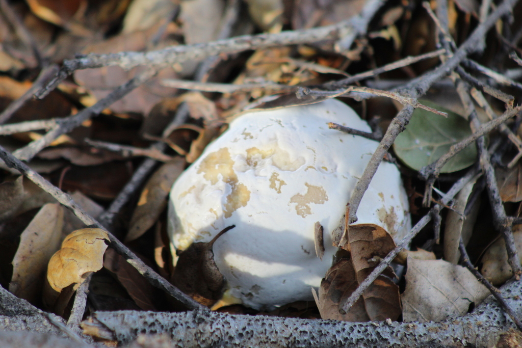 Fungi Including Lichens from Clairemont, San Diego, CA, USA on December ...